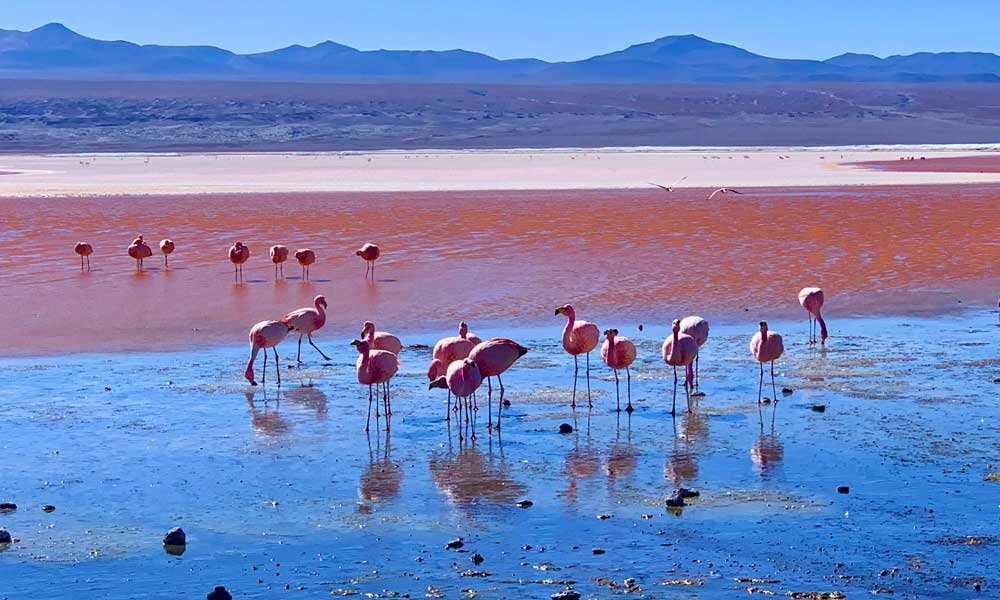 Laguna Colorada Bolivia | ¿Por qué el color rojo de sus aguas ...