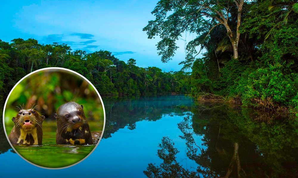 Parque Nacional Bahuaja Sonene | Area Natural Protegida | Chullos ...