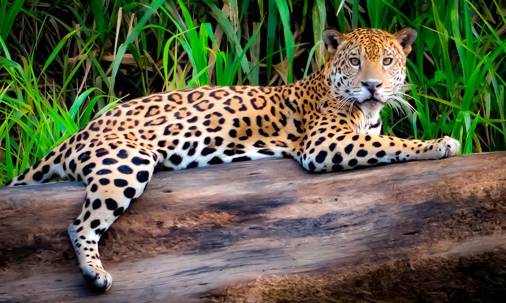 Ethical Wildlife Experiences in Peru Chullos Travel Peru Blog